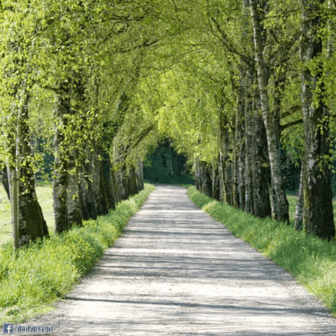 Canopy GIFs - Get the best gif on GIFER