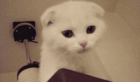 Decorate GIFs - Get the best gif on GIFER