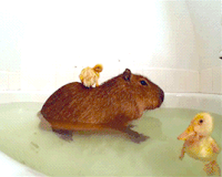 Patito GIFs - Get the best gif on GIFER