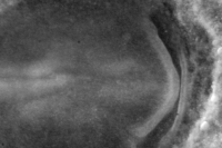 Scales GIFs - Get the best gif on GIFER