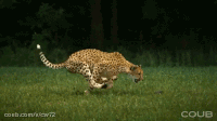 Cheetah GIFs - Get the best gif on GIFER