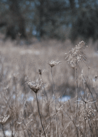 Prairie GIFs - Get the best gif on GIFER