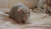 Rat GIFs - Get the best gif on GIFER