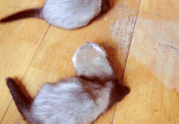Ferret GIFs - Get the best gif on GIFER