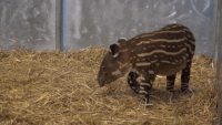Tapirs GIFs - Get the best gif on GIFER