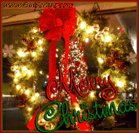 Poinsettia GIFs - Get the best gif on GIFER