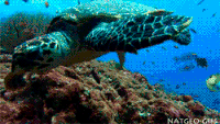 Ocean GIFs - Get the best gif on GIFER