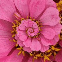 Bouquet GIFs - Get the best gif on GIFER