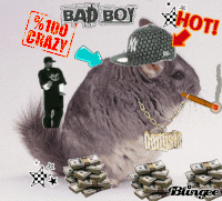 Chinchilla GIFs - Get the best gif on GIFER