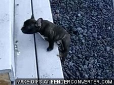 Determination GIFs - Get the best gif on GIFER