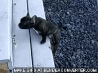 Determination GIFs - Get the best gif on GIFER