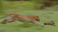 Leopard GIFs - Get the best gif on GIFER