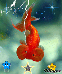 Goldfish GIFs - Get the best gif on GIFER