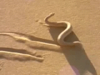 Snake GIFs - Get the best gif on GIFER