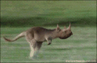 Rhino GIFs - Get the best gif on GIFER