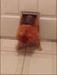 Success GIFs - Get the best gif on GIFER