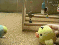 Parakeet GIFs - Get the best gif on GIFER