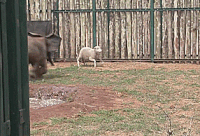 Lamb GIFs - Get the best gif on GIFER