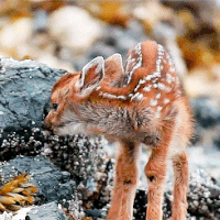 Deer GIFs - Get the best gif on GIFER