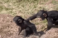 Pushing GIFs - Get the best gif on GIFER