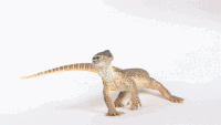 Lizard GIFs - Get the best gif on GIFER