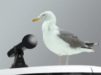 Microphone GIFs - Get the best gif on GIFER