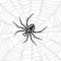 Spider GIFs - Get the best gif on GIFER