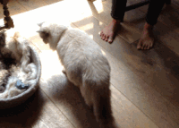 Ragdoll cat GIFs - Get the best gif on GIFER