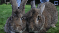 Giant rabbits GIFs - Get the best gif on GIFER