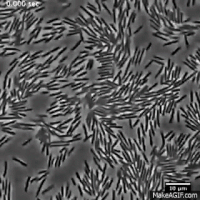 Bacteria GIFs - Get the best gif on GIFER