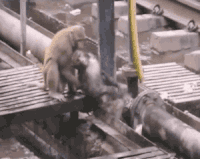 Reviving GIFs - Get the best gif on GIFER