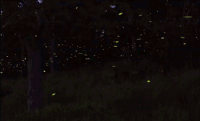 Fireflies GIFs - Get the best gif on GIFER