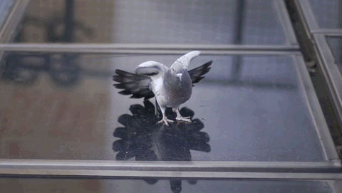 Pigeon GIFs - Get the best gif on GIFER