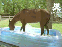 La piscine GIFs - Get the best gif on GIFER