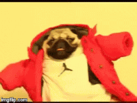 Pug GIFs - Get the best gif on GIFER