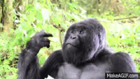 Gorilla GIFs - Get the best gif on GIFER