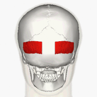 Muscle GIFs - Obtenez le meilleur gif sur GIFER