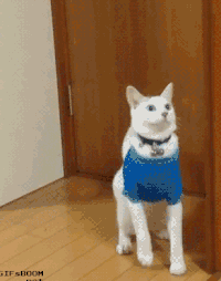 Account GIFs - Get the best gif on GIFER