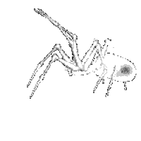 Crawling Spider Animated Gif