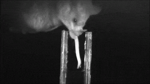 Capillary action GIF - Conseguir o melhor gif em GIFER