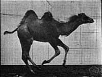 Camel GIFs - Get the best gif on GIFER