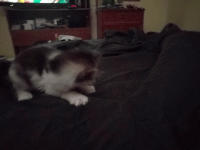 Balrog GIFs - Get the best gif on GIFER