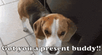 Beagle GIFs - Get the best gif on GIFER