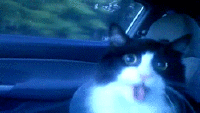 Subaru GIFs - Get the best gif on GIFER