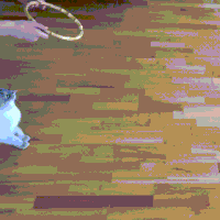 Bambu GIFs - Get the best gif on GIFER