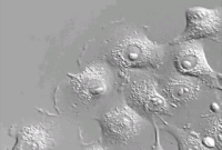 Cell GIFs - Get the best gif on GIFER