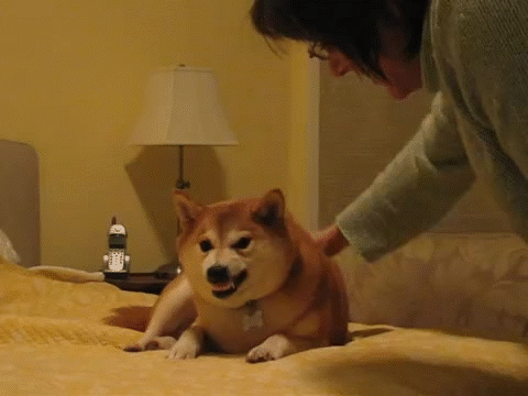 Dogesuch GIFs - Get the best gif on GIFER