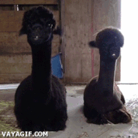 Synchronization GIFs - Get the best gif on GIFER