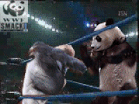 Wwf GIFs - Get the best gif on GIFER