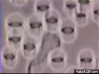 Bacteria GIFs - Get the best gif on GIFER